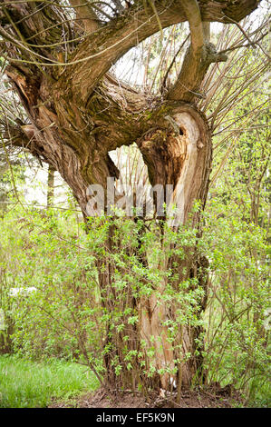 Collapsed rotten hollow tree trunk, showing rotten interior where a ...