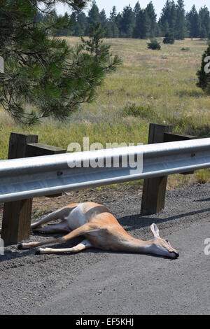 Whitetail deer, dead on road Stock Photo - Alamy