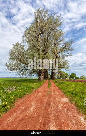 Landscape with farm and a large tree Stock Photo - Alamy