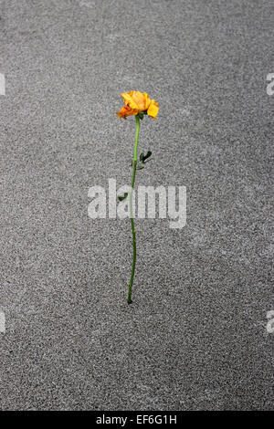 single yellow overblown rose on sandy desert Stock Photo - Alamy