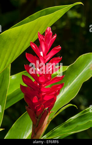 Red ginger alpinia purpurata blooming in the tropical garden Stock ...