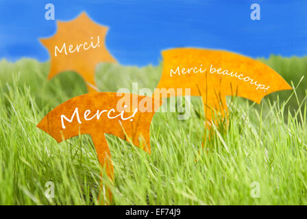 French Text Merci Beaucoup Means Thank You. White And Pink Tulip Spring ...