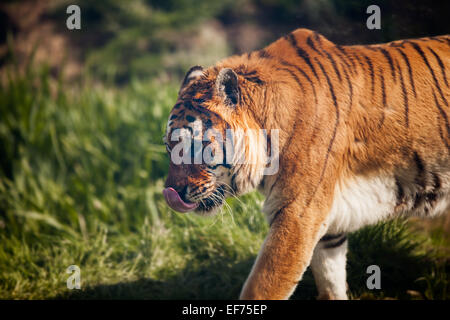 Picture of a Tiger outside Stock Photo - Alamy