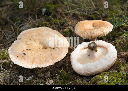 Bearded or Downy Milkcap, Lactarius pubescens, Russulaceae. Under Birch ...