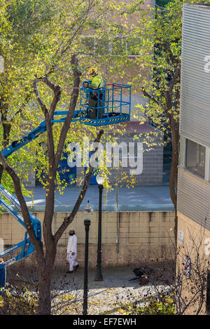 Worker pruning a tree in Barcelona, Catalunya, Spain, Europe Stock ...