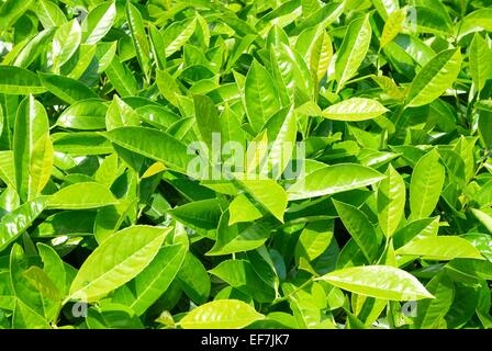Very green and beautiful grass. Can be used as texture Stock Photo - Alamy