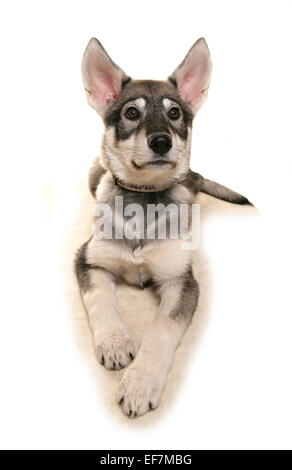 Single white wolf dog laying close up portrait in summer Stock Photo ...