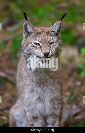 Close up portrait of hissing Eurasian lynx (Lynx lynx) with flattened ...
