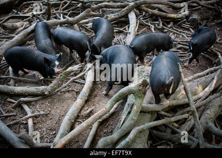 Free range berkshire pigs foraging, overhead view Stock Photo - Alamy