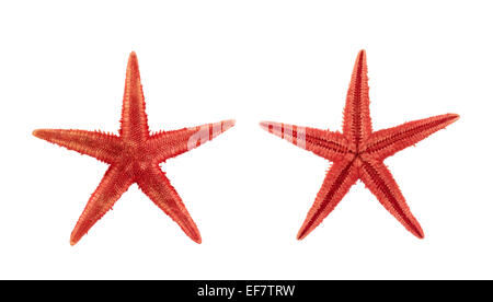 Dried red starfish on white. Photo Stock Photo - Alamy