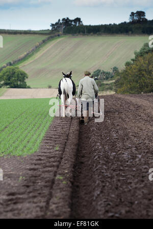 A woman ploughing with a team of donkeys Stock Photo - Alamy