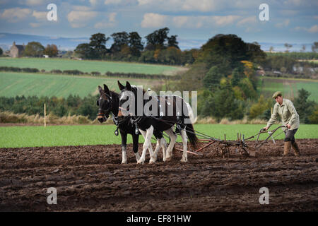 A woman ploughing with a team of donkeys Stock Photo - Alamy