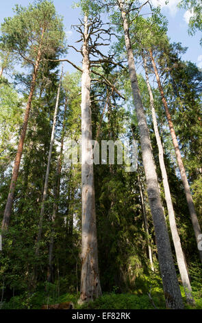 Dead barkless pine tree in Valkmusa National Park, Pyhtää Finland Stock ...