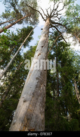 Standing below tall Pine trees looking up to the sky with perspective ...