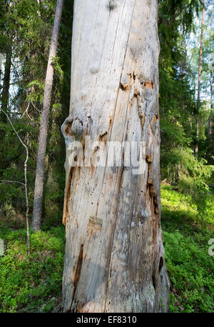 A dead old barkless pine tree, Pinus sylvestris, standing in the forest ...