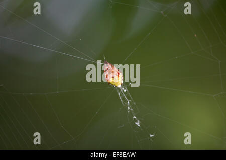Arrowhead Spider, Verrucosa arenata Stock Photo - Alamy