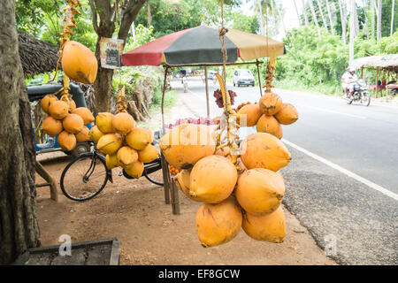 Fresh King coconuts bought for coconut water for sale brought to market ...