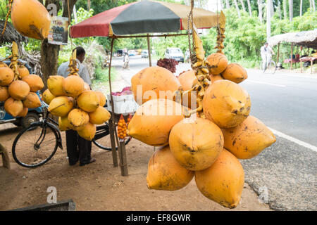 Fresh King coconuts bought for coconut water for sale brought to Stock ...