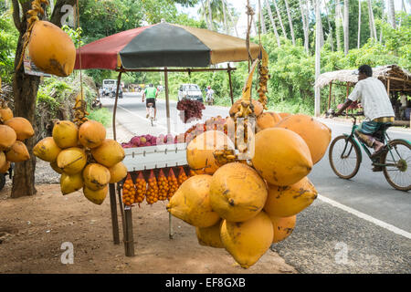 Fresh King coconuts bought for coconut water for sale brought to Stock ...