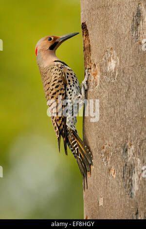 male northern yellow-shafted flicker, an American, migrating woodpecker ...