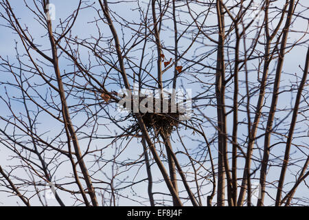Empty bird's nest in dormant tree branch - Virginia USA Stock Photo - Alamy