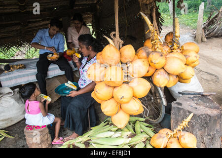 Fresh King coconuts bought for coconut water for sale brought to market ...