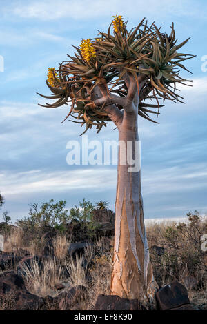 Blooming Quiver tree in Namibia Stock Photo - Alamy