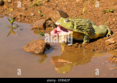 African pixie frog (pyxicephalus adspersus) is sitting in shallow Stock ...