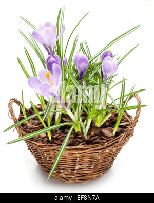 Crocus flower in the spring isolated on white Stock Photo - Alamy