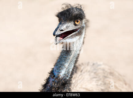 Portrait of Emu Stock Photo - Alamy