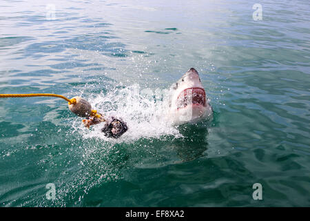 A Great White Shark breaching the water with its mouth open Stock Photo ...