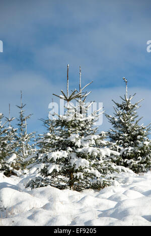 Evergreen Christmas trees Scottish borders Stock Photo - Alamy