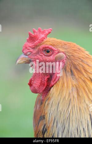 Chickens head and Cockscomb Stock Photo - Alamy