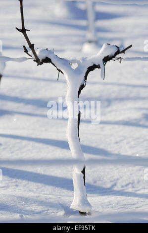 Snow covered vineyards-Bordeaux Vineyards Stock Photo - Alamy
