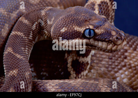 Rough-scaled Python (Morelia carinata) Defensive posture - Australia ...