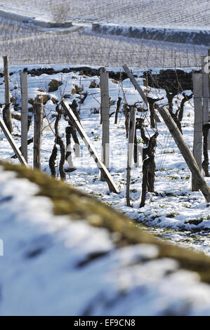 Snow covered vineyards-Bordeaux Vineyards Stock Photo - Alamy