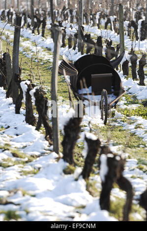 Snow covered vineyards-Bordeaux Vineyards Stock Photo - Alamy