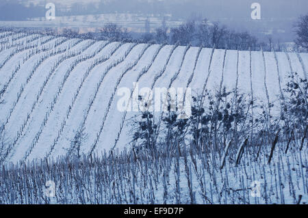 Snow covered vineyards-Bordeaux Vineyards Stock Photo - Alamy