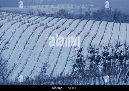 Snow covered vineyards-Bordeaux Vineyards Stock Photo - Alamy