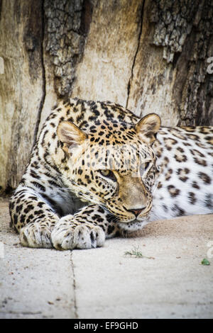 A closeup shot of an African leopard sitting on the wood Stock Photo ...