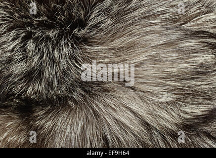 Silver fox fur texture for background Stock Photo - Alamy