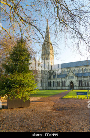 Display christmas tree at Salisbury, Wiltshire Stock Photo - Alamy