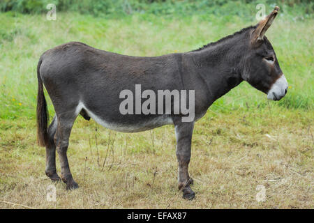 Chocolate brown Donkey Stock Photo - Alamy