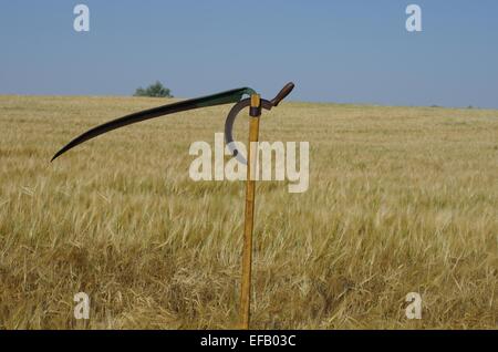 old scythe on growing cereal background Stock Photo - Alamy