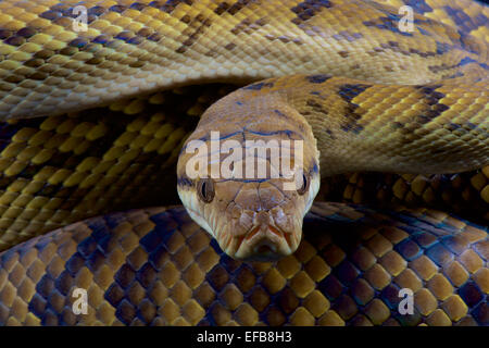 Australian scrub python / Morelia kinghorni Stock Photo - Alamy