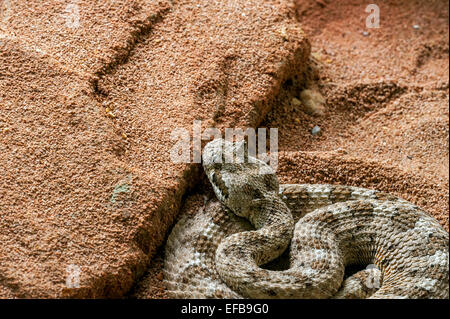 Horned rattlesnake / Sidewinder rattlesnake (Crotalus cerastes) lying ...