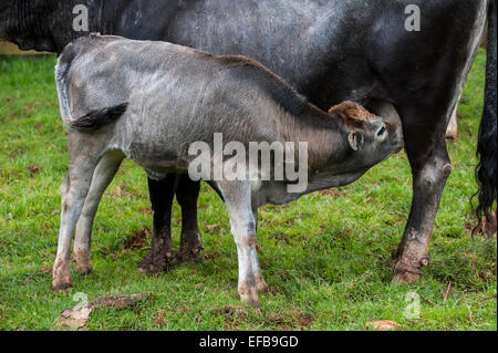 Tudanca cow, primitive breed of cattle from Cantabria, Spain Stock ...