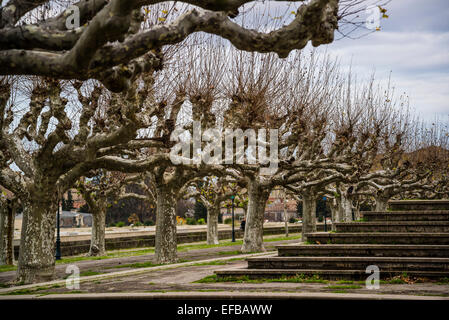 Pollarded plane trees in winter, Hauptwache plaza, Frankfurt, Germany ...