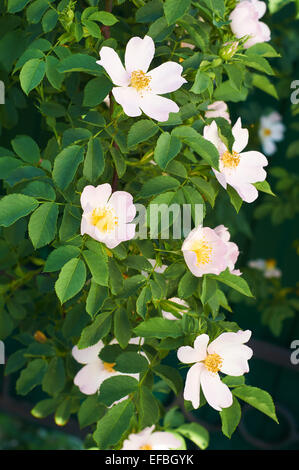 A wild Alberta rose bush (Rosa acicularis), the official floral emblem ...