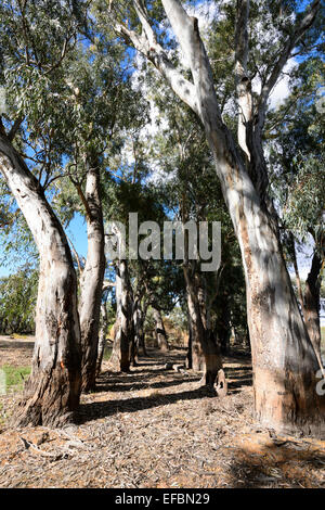 River Red Gums, Hattah Kulkyne National Park, Victoria, VIC, Australia ...